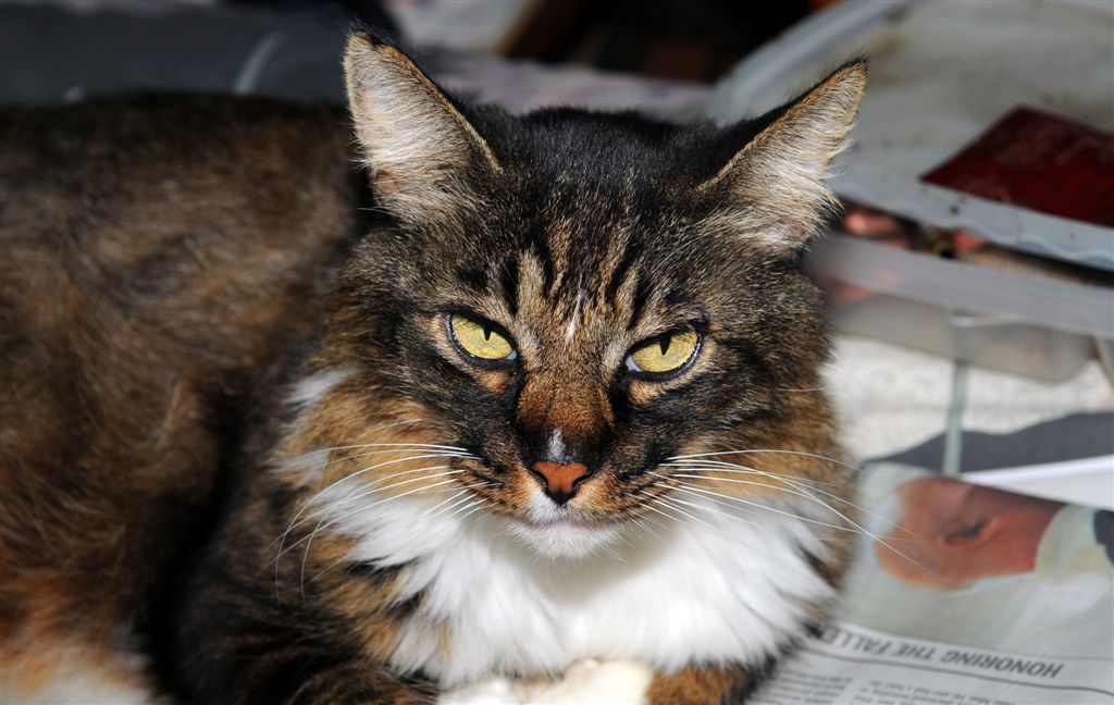 Sunday Cat! 11 July 2010 ((-: | Page 2 | DPReview Forums